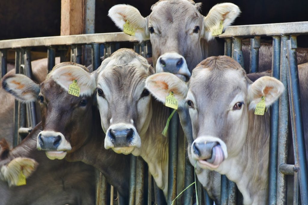 How to Raise Healthy Beef Cattle: 6 Best Practices - My Garden Diaries